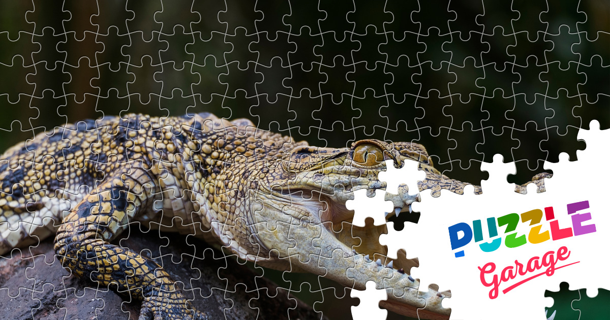 Young combed crocodile Jigsaw Puzzle (Animals, Reptiles) | Puzzle Garage