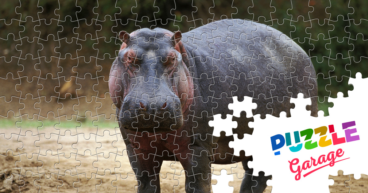 Hippopotamus Jigsaw Puzzle (Animals, Mammals) | Puzzle Garage