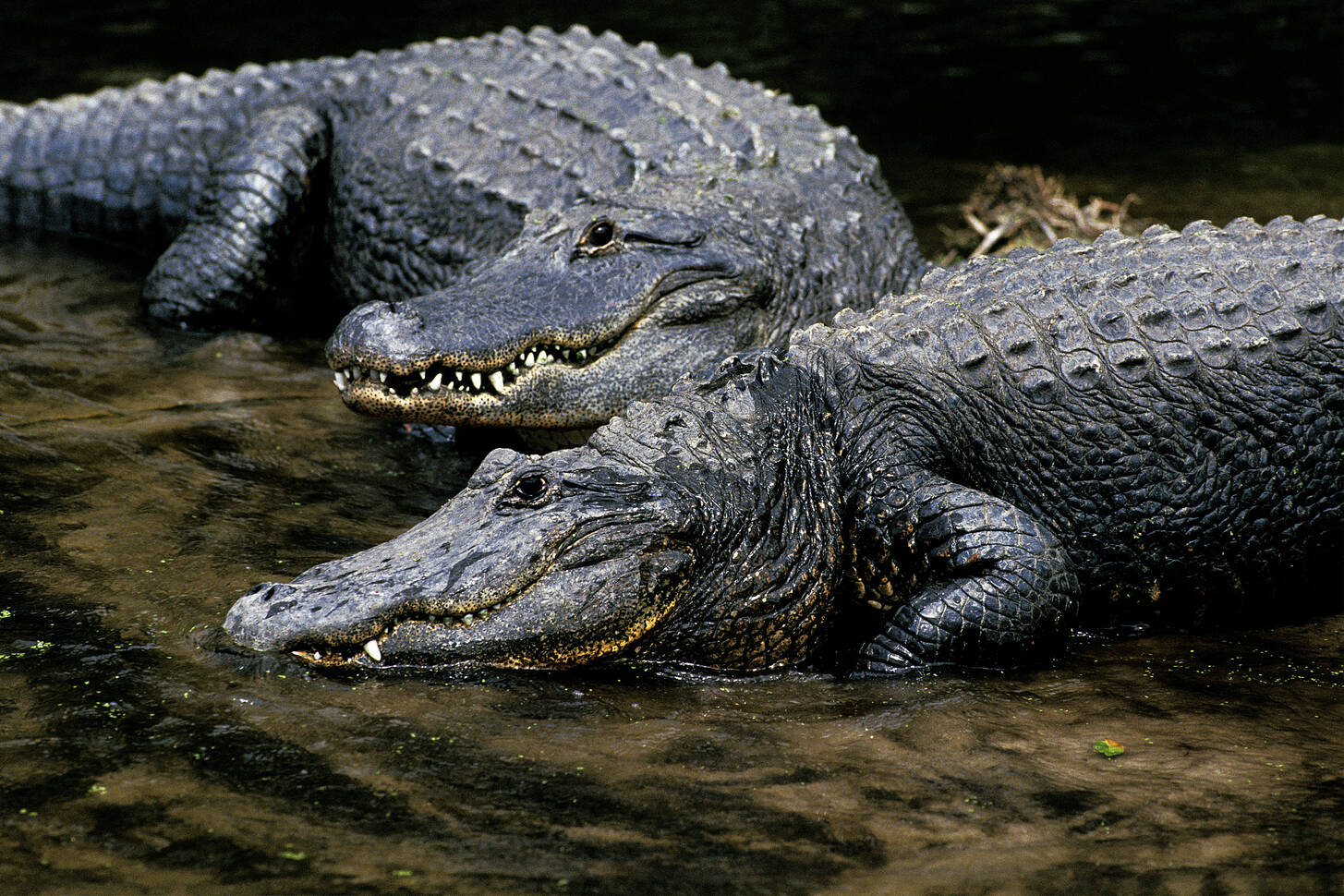 American alligators Jigsaw Puzzle (Animals, Reptiles) | Puzzle Garage