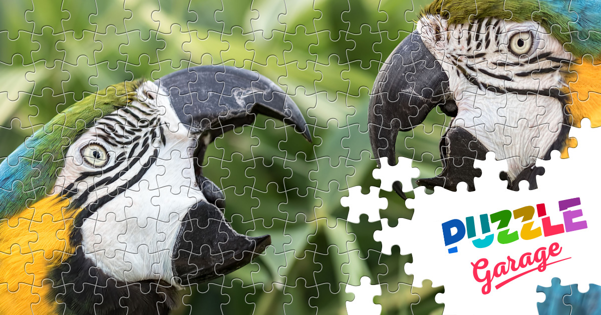 A pair of macaw parrots Jigsaw Puzzle (Animals, Birds) | Puzzle Garage