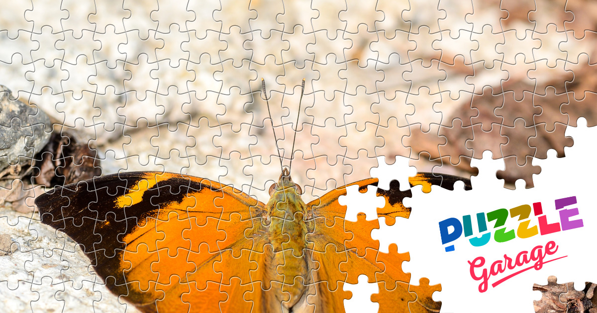 Butterfly "Autumn Leaf" Jigsaw Puzzle (Animals, Insects) | Puzzle Garage