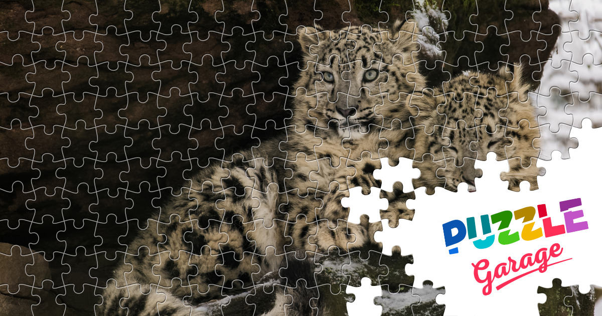 Snow leopards on rocks Jigsaw Puzzle (Animals, Mammals) | Puzzle Garage