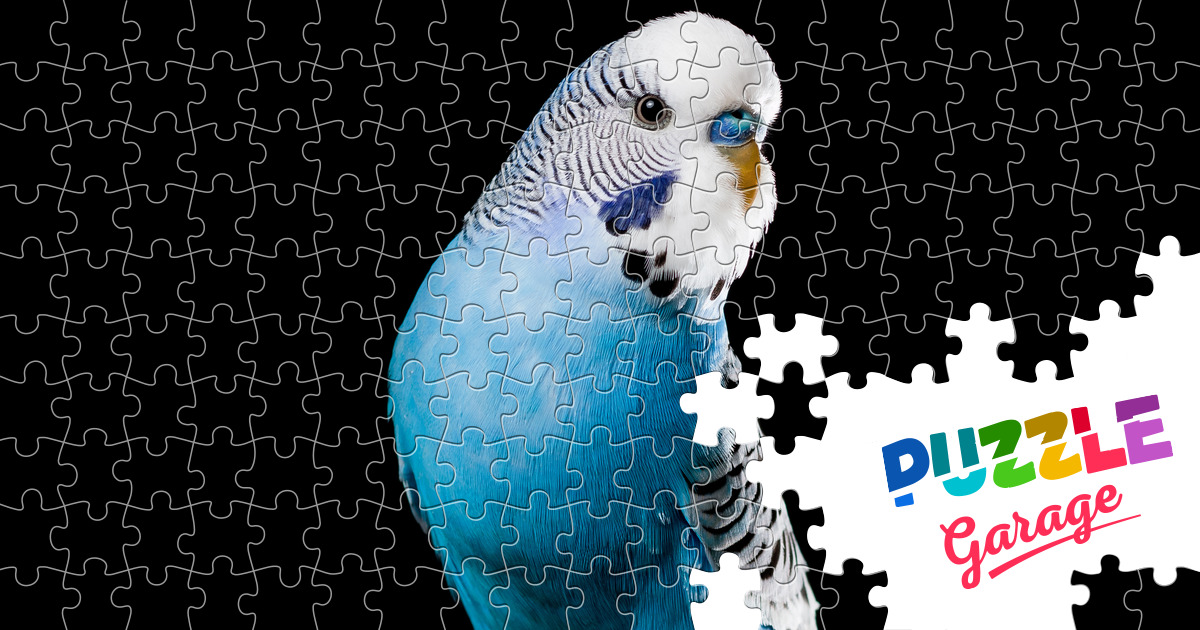 Parkit biru Puzzle Potongan (Hewan, Burung) | Puzzle Garage