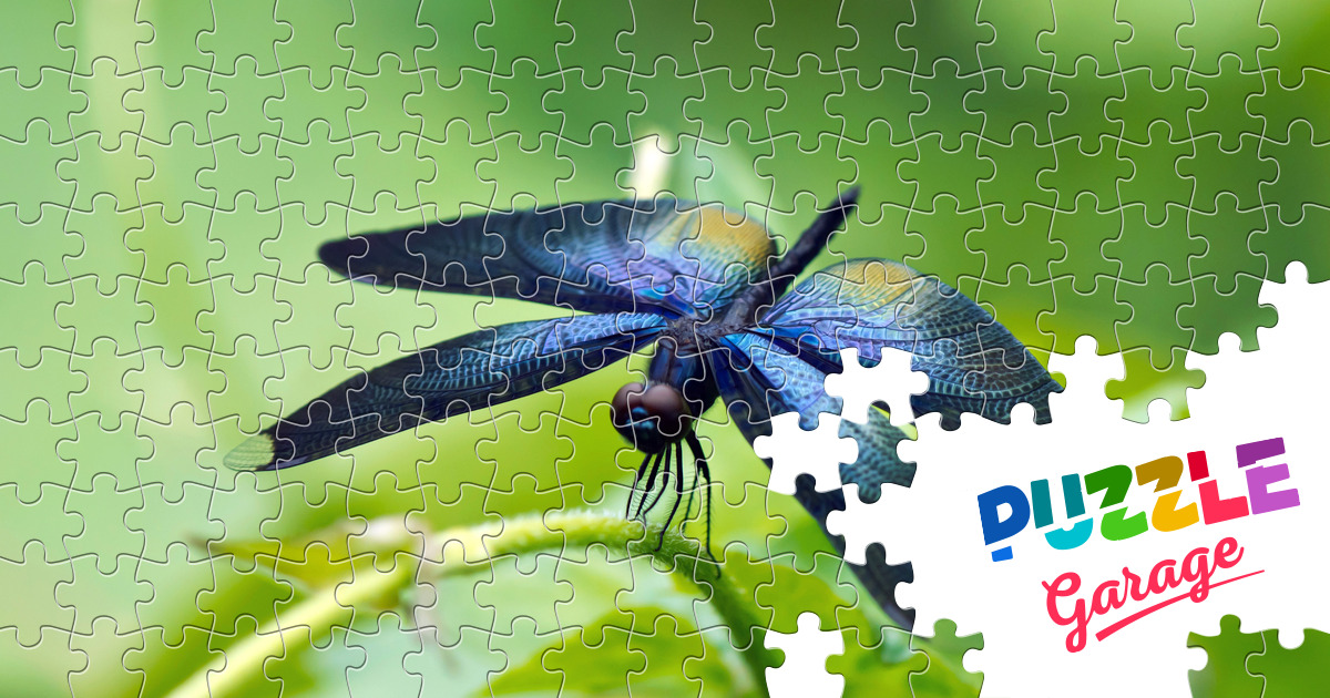 Blue dragonfly Jigsaw Puzzle (Animals, Insects) | Puzzle Garage