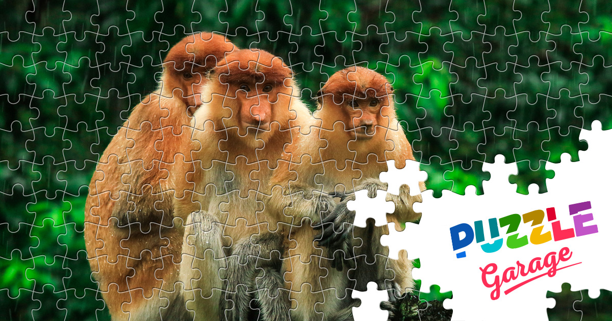 Monkey socks Jigsaw Puzzle (Animals, Primates) | Puzzle Garage