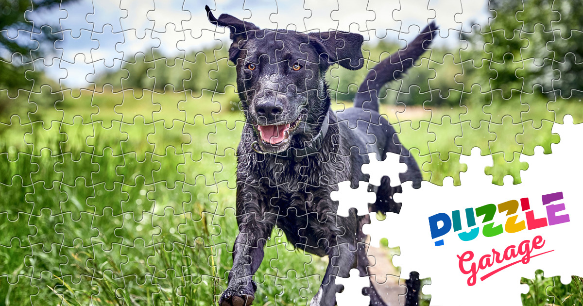 Cheerful running labrador Jigsaw Puzzle (Animals, Pets) | Puzzle Garage