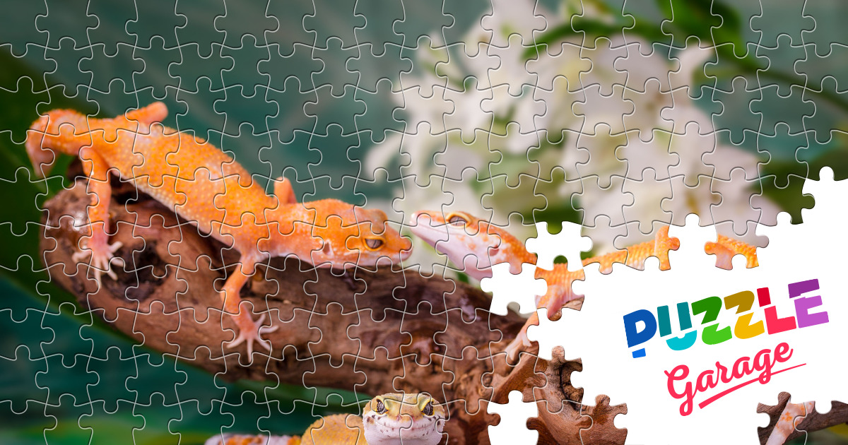 Eublepharis Jigsaw Puzzle (Animals, Reptiles) | Puzzle Garage
