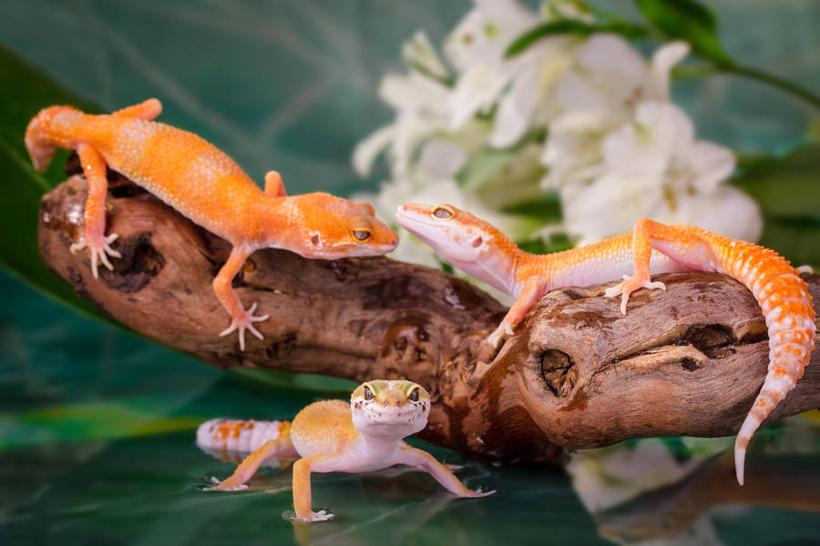 Salamander Jigsaw Puzzle (Animals, Reptiles) | Puzzle Garage