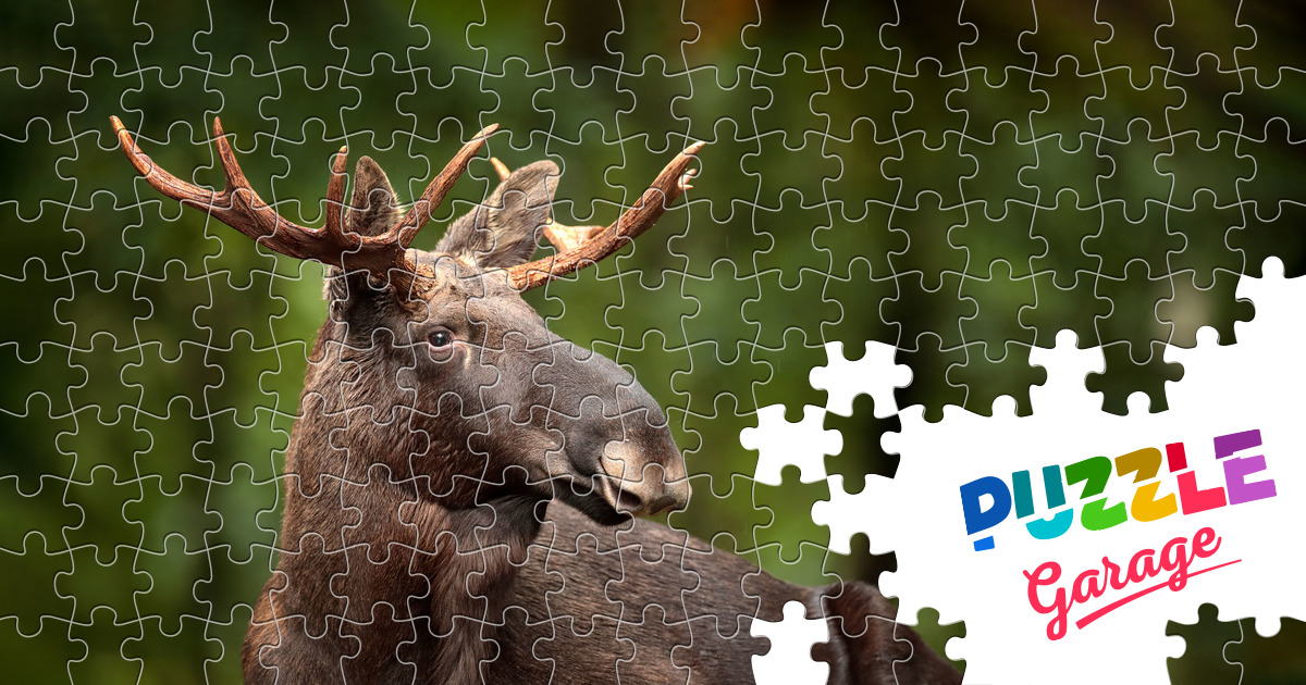 European elk Jigsaw Puzzle (Animals, Mammals) | Puzzle Garage