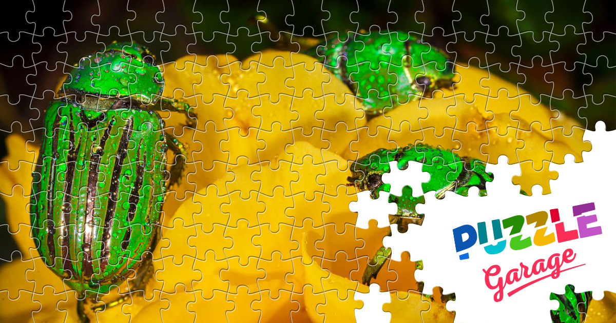 Scarabs on a yellow flower Jigsaw Puzzle (Animals, Insects) | Puzzle Garage