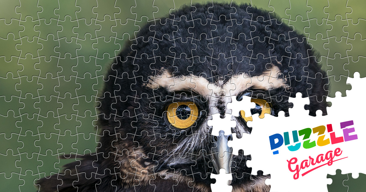 Spectacled owl Jigsaw Puzzle (Animals, Birds) | Puzzle Garage