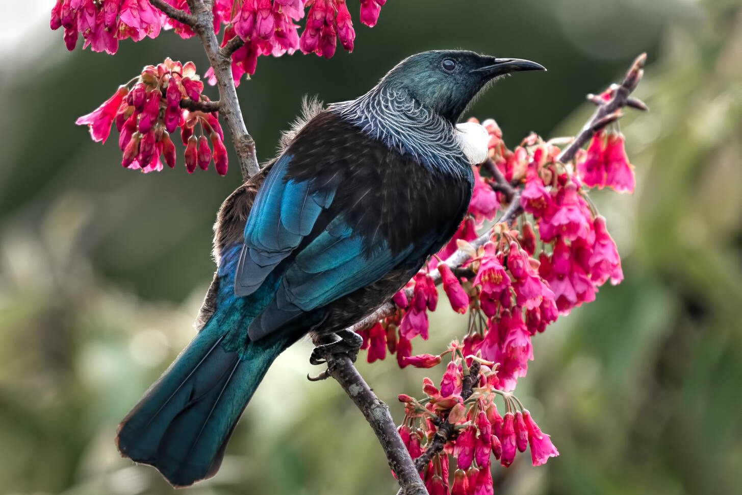 Tui bird Jigsaw Puzzle (Animals, Birds) | Puzzle Garage