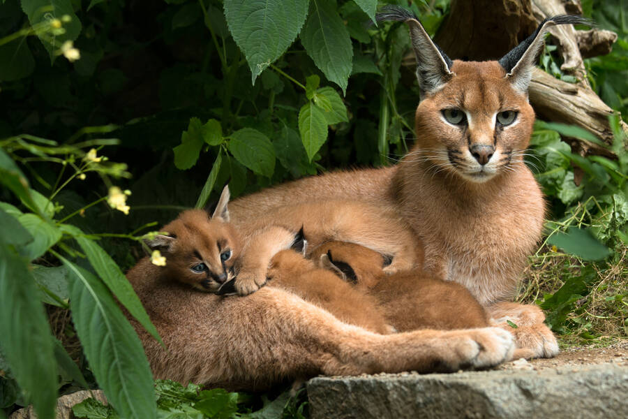 Baby caracal Jigsaw Puzzle (Animals, Mammals) | Puzzle Garage
