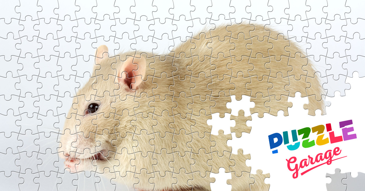 Rat Jigsaw Puzzle (Animals, Pets) | Puzzle Garage