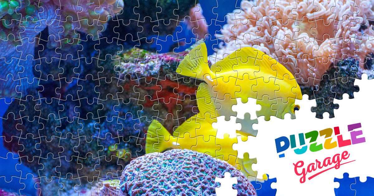 Yellow sea fish Jigsaw Puzzle (Animals, Marine life) | Puzzle Garage