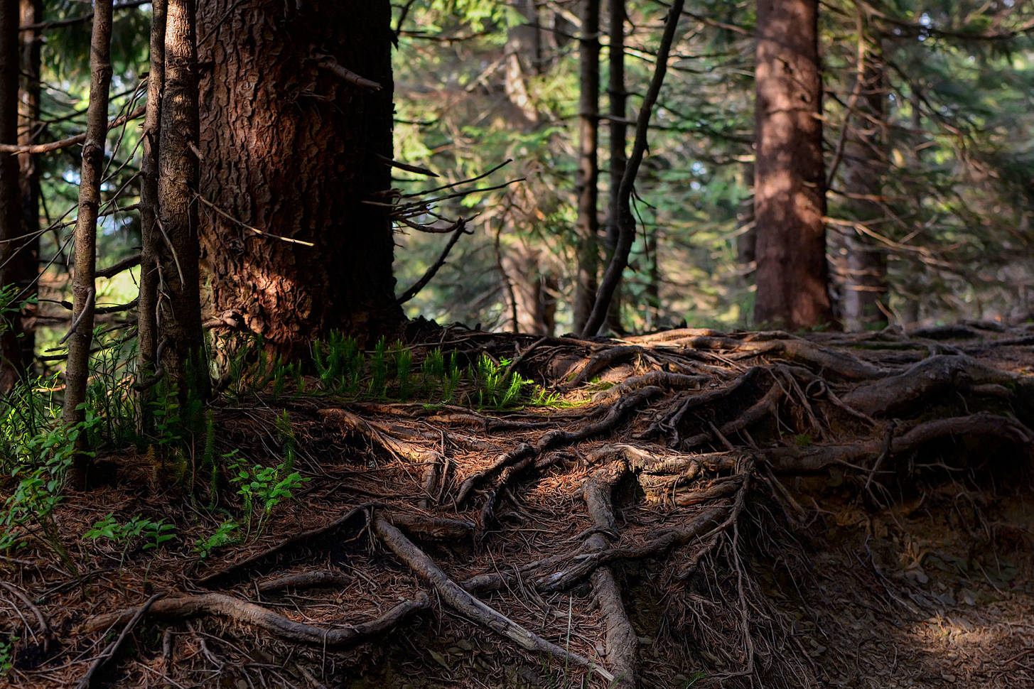 Tree roots Jigsaw Puzzle (Nature, Forest) | Puzzle Garage