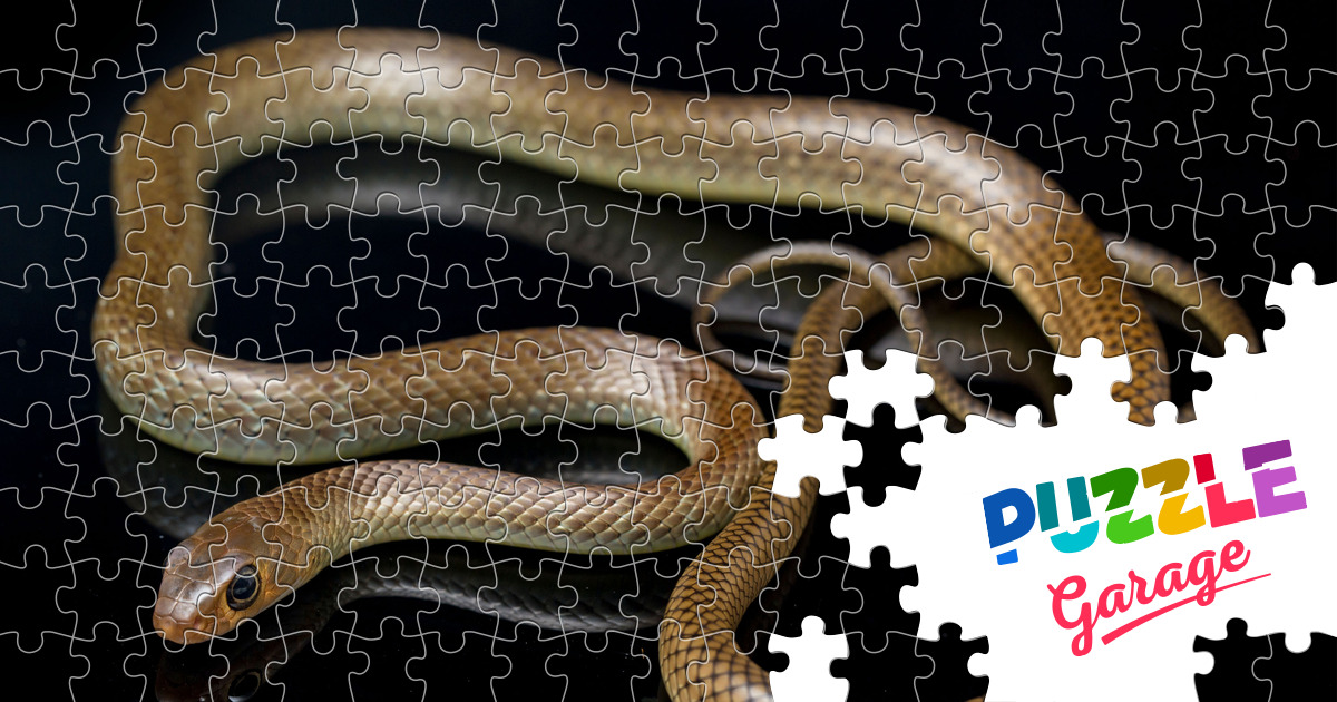 Snake on a black background Jigsaw Puzzle (Animals, Reptiles) | Puzzle ...