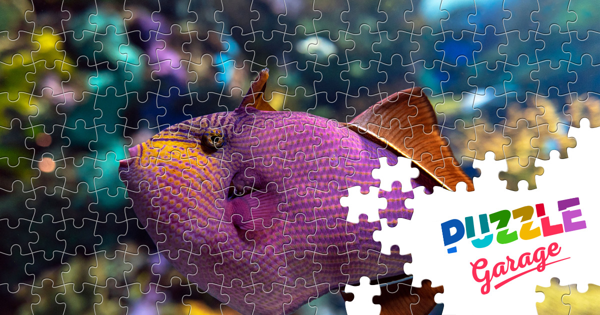 Red-toothed triggerfish Jigsaw Puzzle (Animals, Marine life) | Puzzle ...