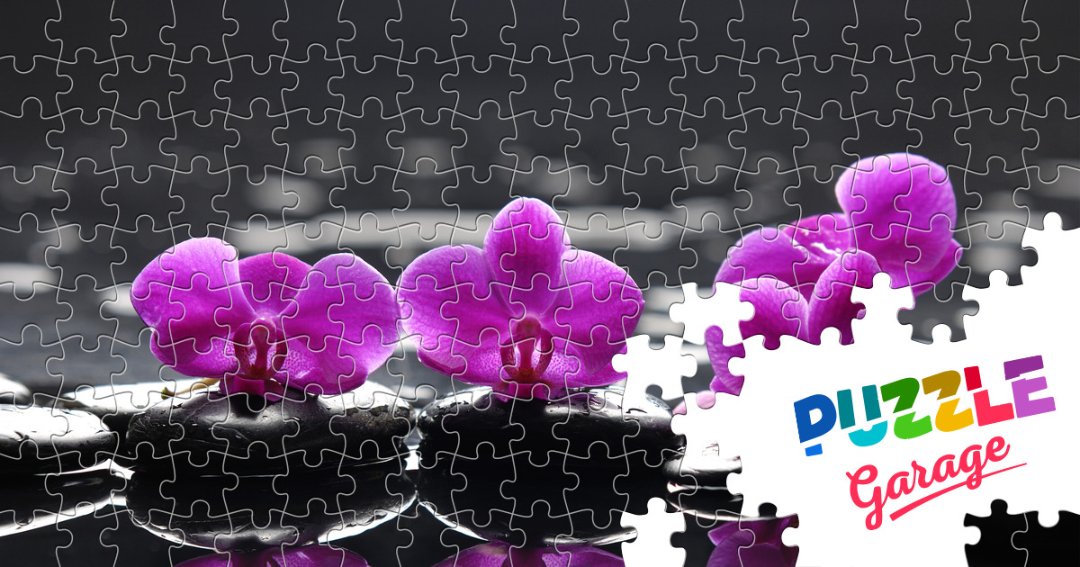 Orchids on black stones Jigsaw Puzzle (Plants, Flowers) | Puzzle Garage