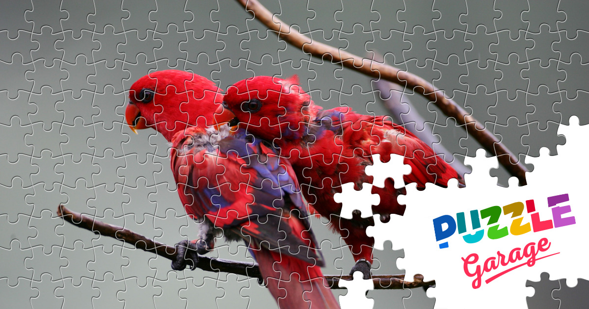 Red lories on a branch Jigsaw Puzzle (Animals, Birds) | Puzzle Garage