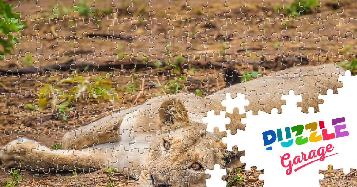 A lioness rests on the ground Jigsaw Puzzle (Animals, Mammals) | Puzzle ...
