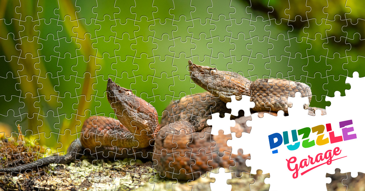 Venomous snakes Jigsaw Puzzle (Animals, Reptiles) | Puzzle Garage