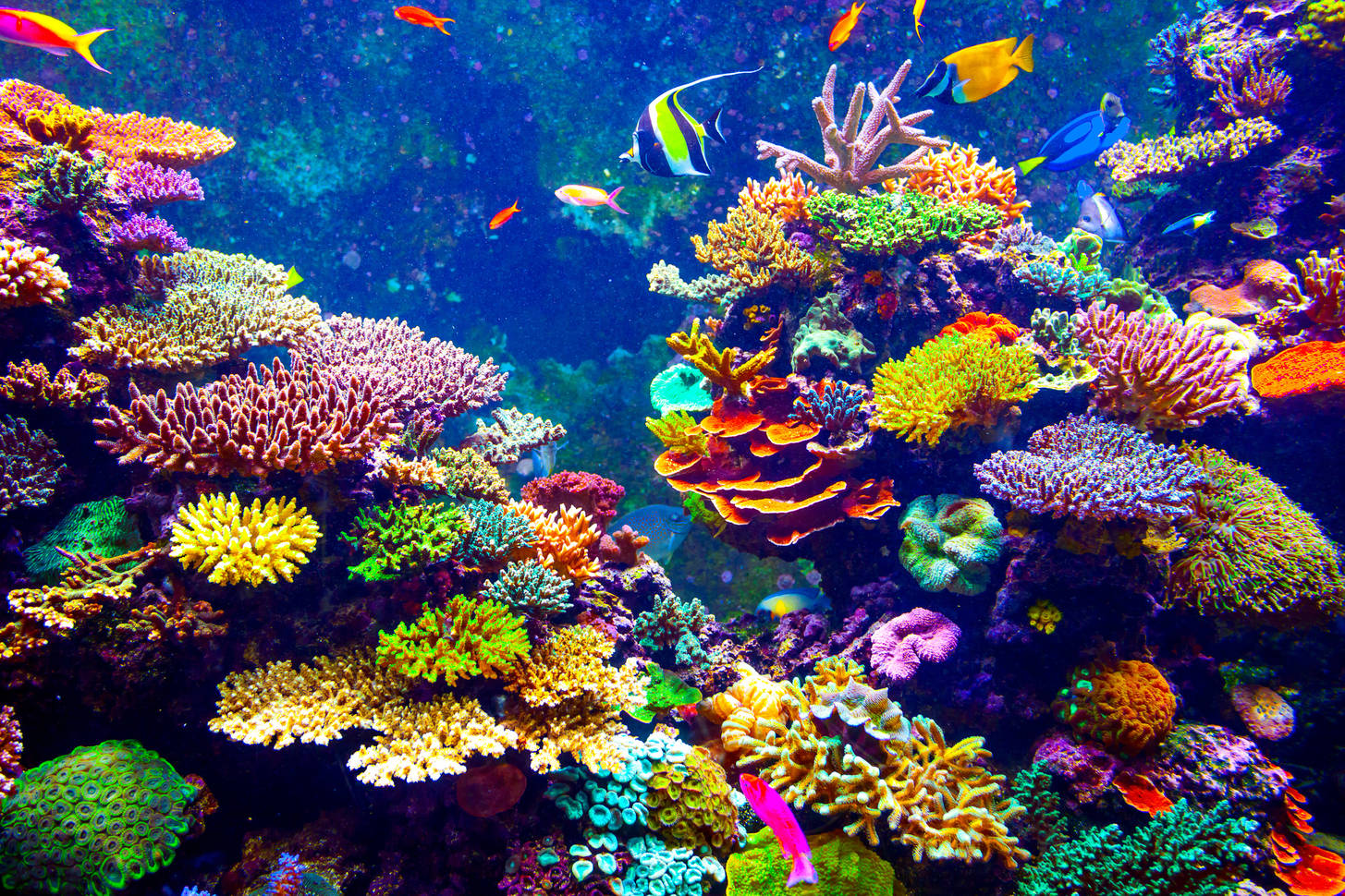 Coral reef and tropical fish Jigsaw Puzzle (Animals, Marine life ...