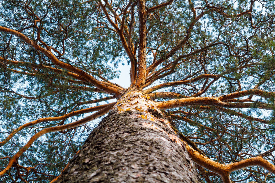 Sunset Jigsaw Puzzle (Plants, Trees) | Puzzle Garage