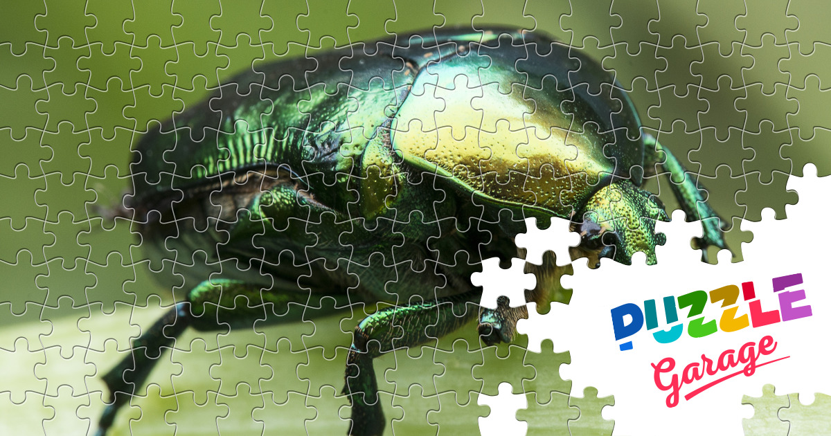 Beetle on a leaf Jigsaw Puzzle (Animals, Insects) | Puzzle Garage