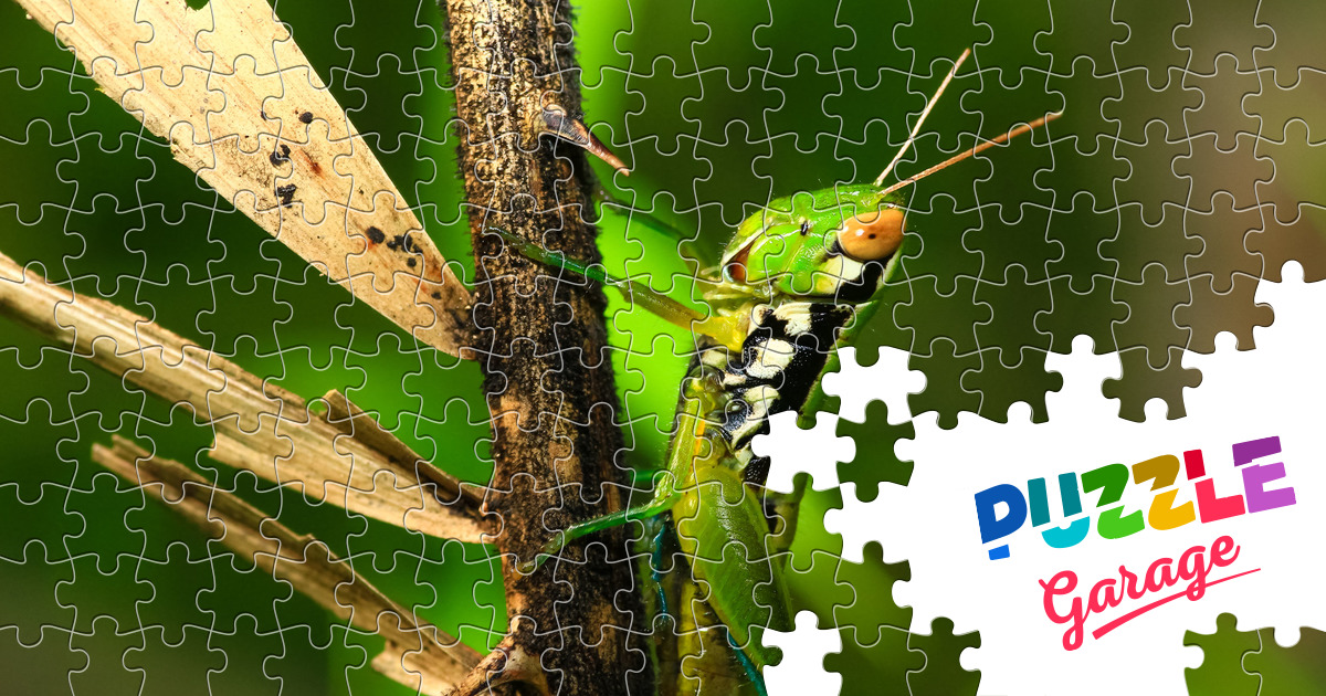 Grasshopper Jigsaw Puzzle (Animals, Insects) | Puzzle Garage