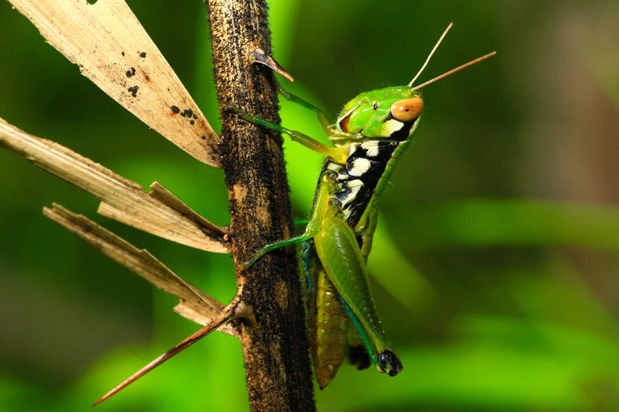 Green grasshopper Jigsaw Puzzle (Animals, Insects) | Puzzle Garage