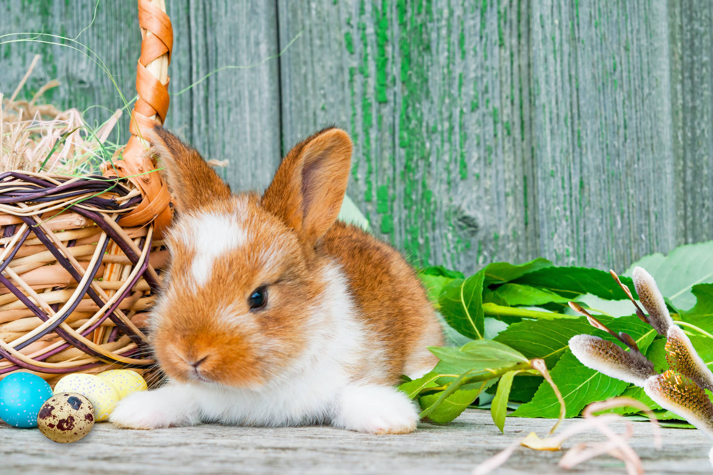 Little rabbit Jigsaw Puzzle (Animals, Pets) | Puzzle Garage