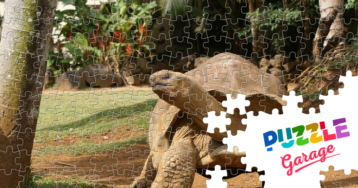 Giant turtle Jigsaw Puzzle (Animals, Reptiles) | Puzzle Garage