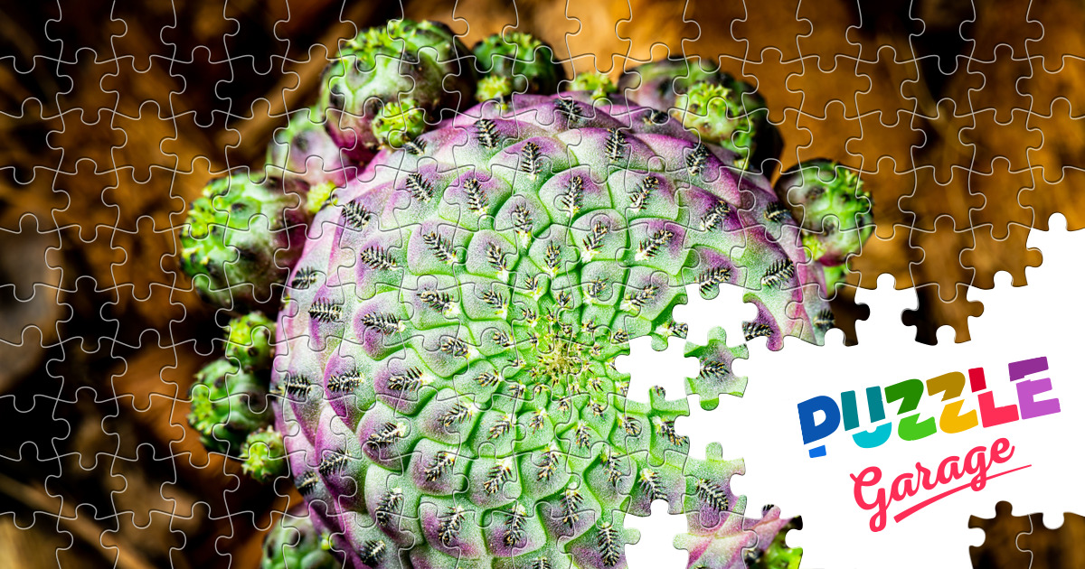 Cactus close up Jigsaw Puzzle (Plants, Flowers) | Puzzle Garage