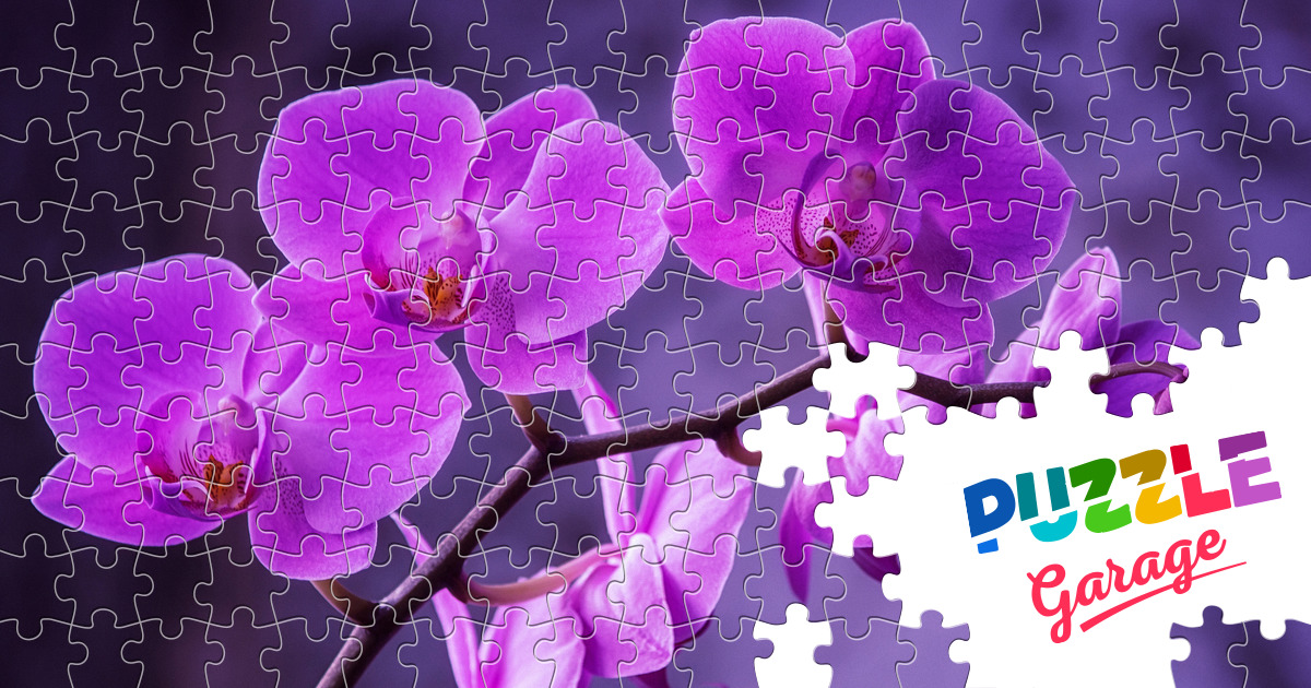 Orchid flower Jigsaw Puzzle (Plants, Flowers) | Puzzle Garage
