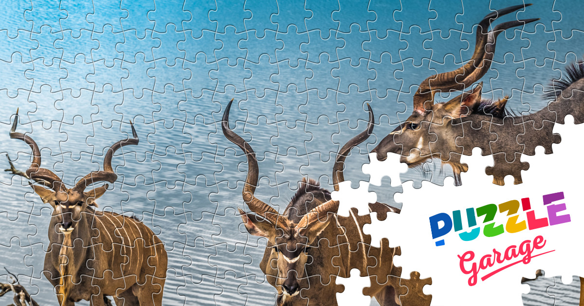 Kudu antelopes Jigsaw Puzzle (Animals, Mammals) | Puzzle Garage