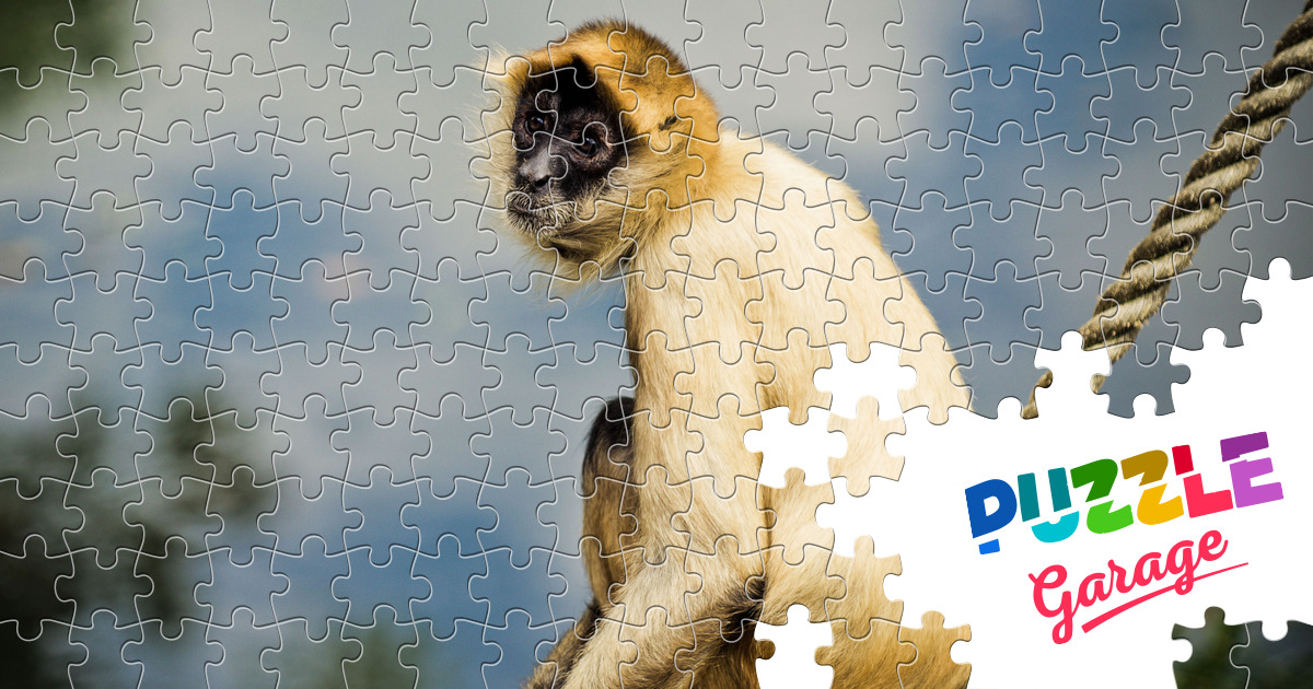 Spider monkey Jigsaw Puzzle (Animals, Primates) | Puzzle Garage