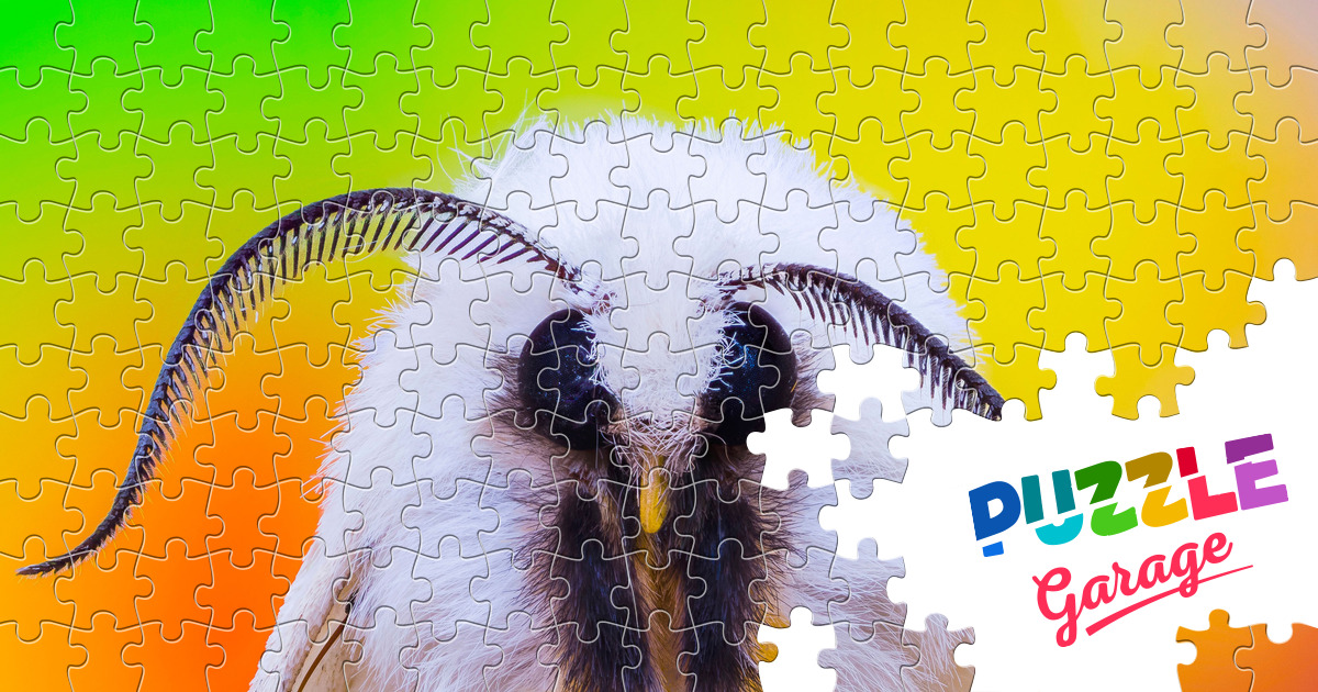 White moth Jigsaw Puzzle (Animals, Insects) | Puzzle Garage