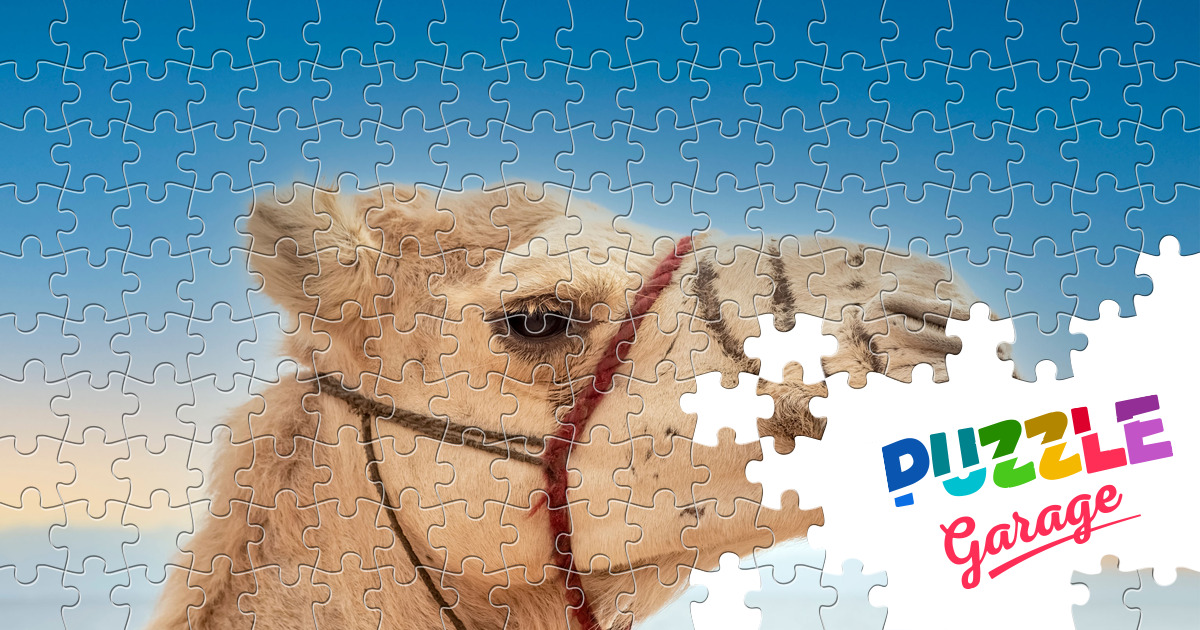 Camel portrait Jigsaw Puzzle (Animals, Mammals) | Puzzle Garage