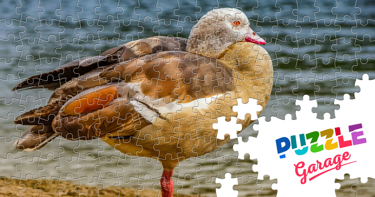 Egyptian goose Jigsaw Puzzle (Animals, Birds) | Puzzle Garage