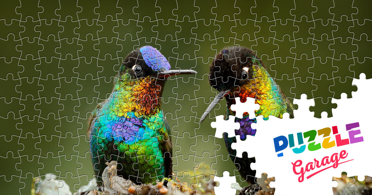 Rainbow hummingbirds Jigsaw Puzzle (Animals, Birds) | Puzzle Garage