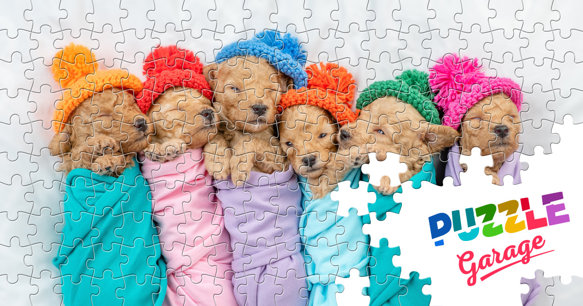 Toy poodle puppies Jigsaw Puzzle (Animals, Pets) | Puzzle Garage