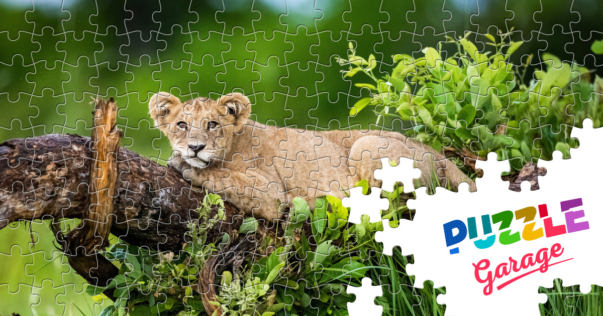Lion cub on a log Jigsaw Puzzle (Animals, Mammals) | Puzzle Garage