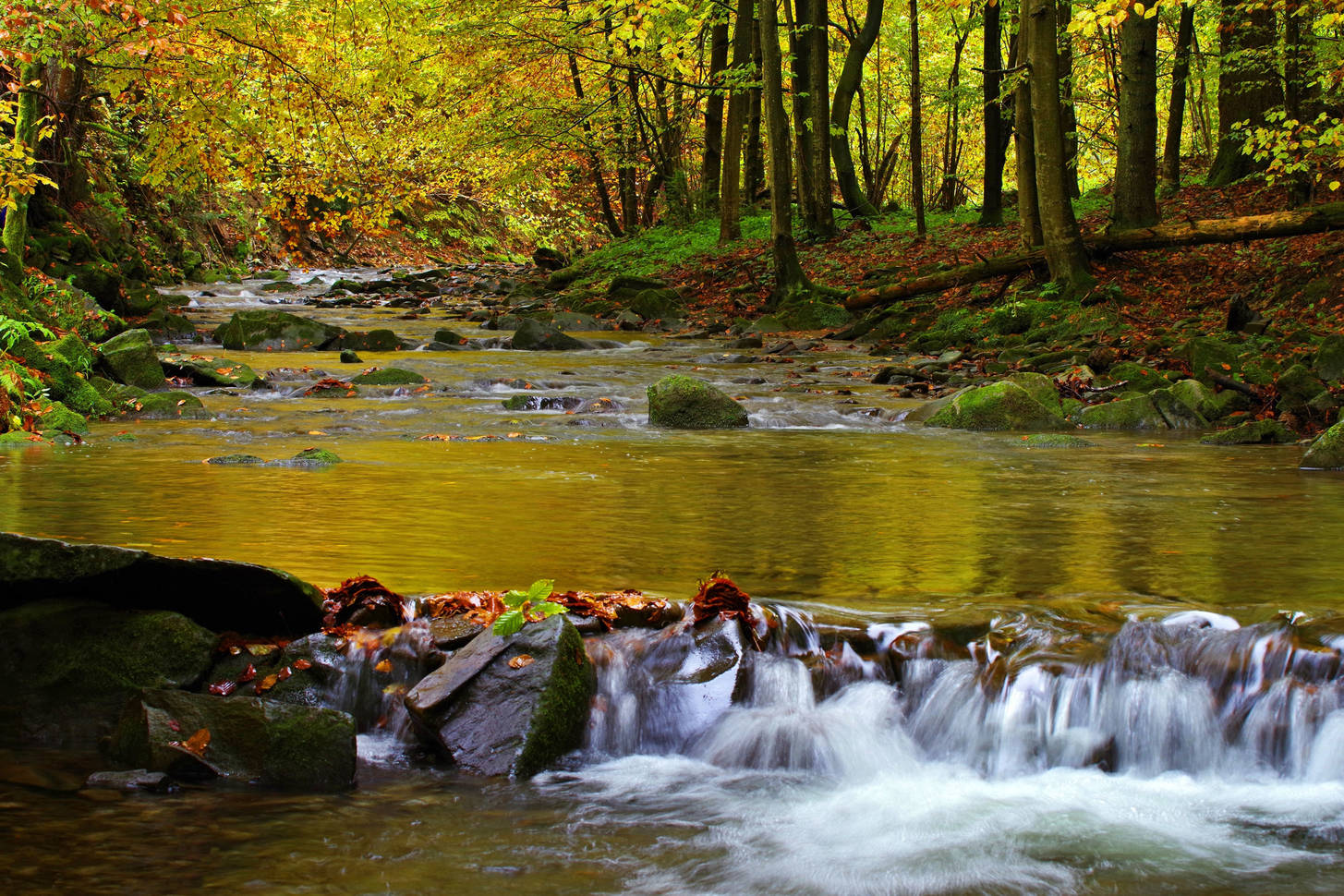 Forest river Jigsaw Puzzle (Nature, Forest) | Puzzle Garage