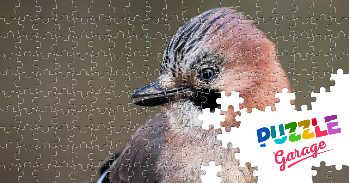 Jay Jigsaw Puzzle (Animals, Birds) | Puzzle Garage