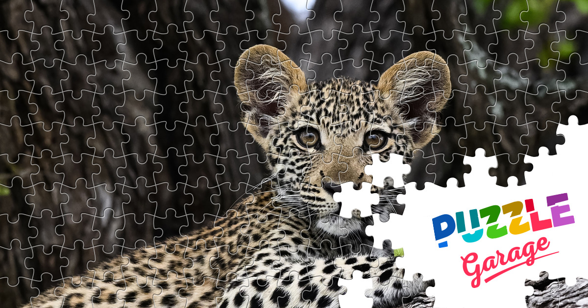 Leopard cub Jigsaw Puzzle (Animals, Mammals) | Puzzle Garage