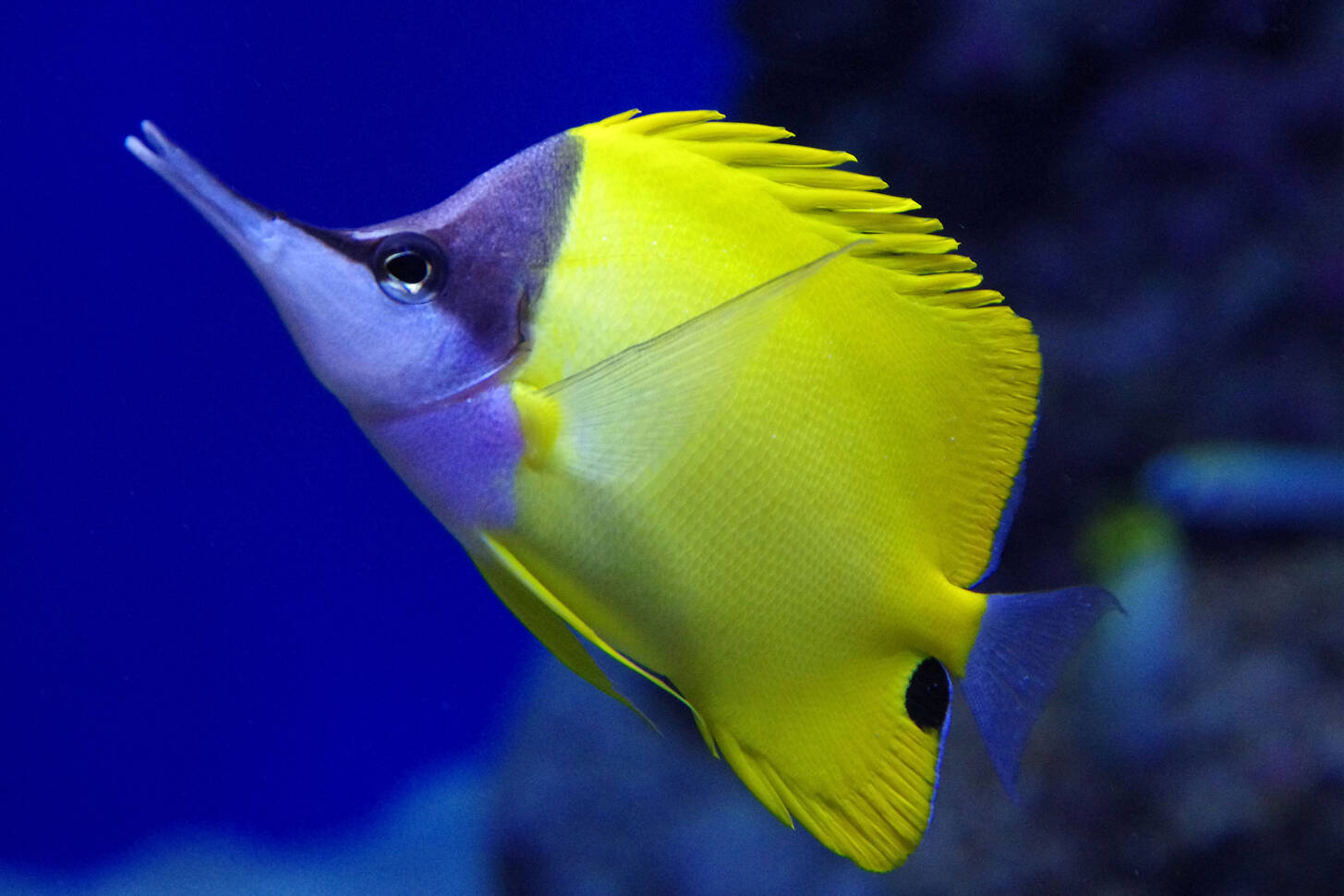 Sea butterfly fish Jigsaw Puzzle (Animals, Marine life) | Puzzle Garage