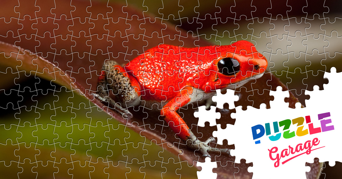 Red frog Jigsaw Puzzle (Animals, Amphibians) | Puzzle Garage