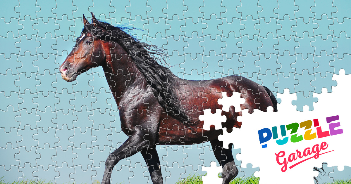 Andalusian stallion Jigsaw Puzzle (Animals, Pets) | Puzzle Garage