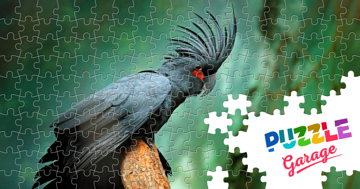 Palm Cockatoo Jigsaw Puzzle (Animals, Birds) | Puzzle Garage